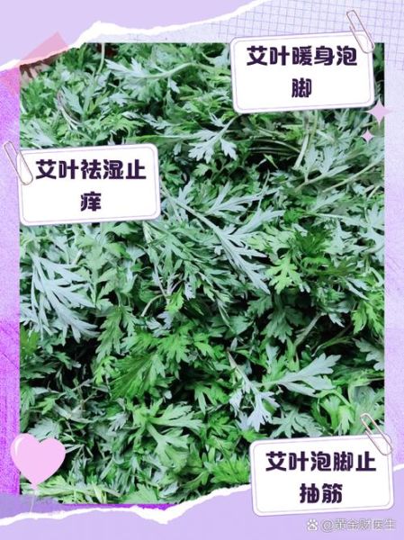艾草叶的功效与作用_艾草叶泡脚的正确方法-第1张图片-山城妙识