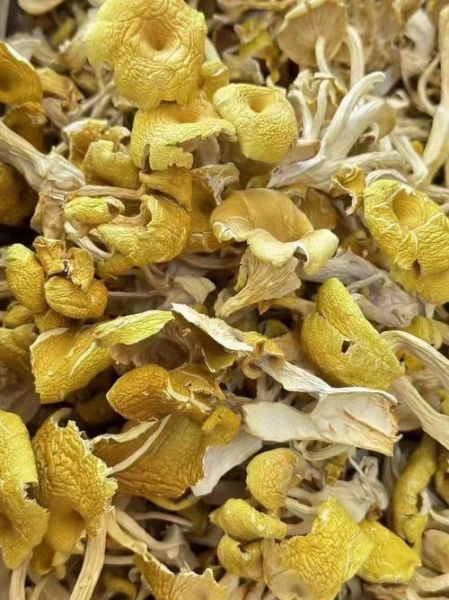 干榆黄蘑怎么泡发_干榆黄蘑泡发多久-第2张图片-山城妙识