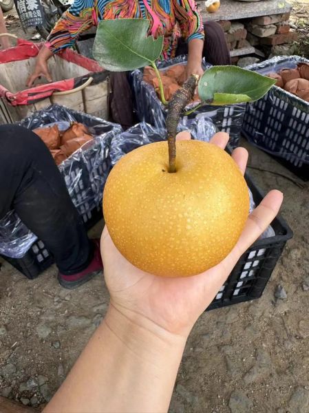 丰水梨产地是哪里_丰水梨哪里产的最正宗-第1张图片-山城妙识 丰水梨产地是哪里_丰水梨哪里产的最正宗-第1张图片-山城妙识