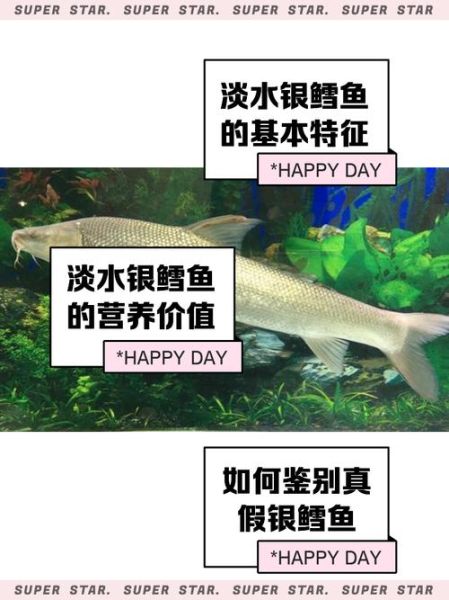 淡水银鳕鱼怎么钓_用什么饵料-第2张图片-山城妙识