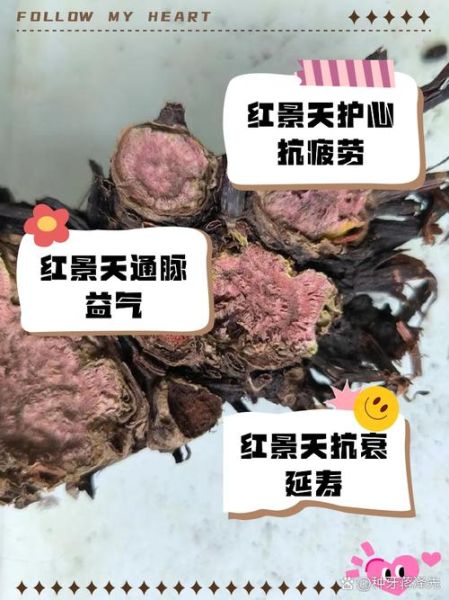 红景天能长期服用吗_红景天长期吃有副作用吗-第3张图片-山城妙识