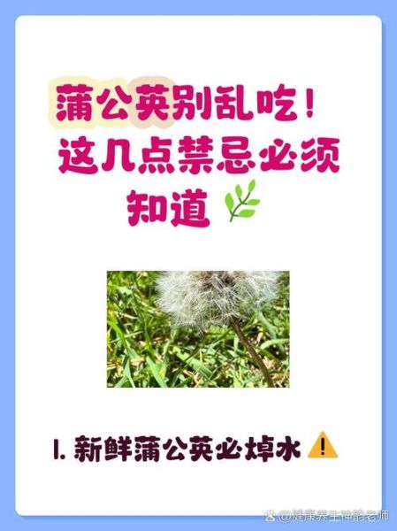 蒲公英不能和什么一起吃_蒲公英相克食物有哪些-第2张图片-山城妙识
