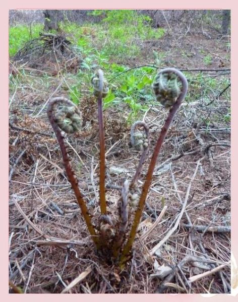 猴脑是哪里的菜系_猴脑菜真的存在吗-第1张图片-山城妙识