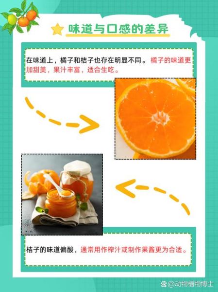 桔子和橘子的区别是什么_哪个更甜-第3张图片-山城妙识 桔子和橘子的区别是什么_哪个更甜-第3张图片-山城妙识