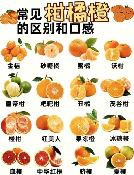 桔子和橘子的区别是什么_哪个更甜-第1张图片-山城妙识 桔子和橘子的区别是什么_哪个更甜-第1张图片-山城妙识