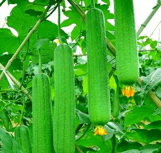 丝瓜图片大全大图_蔬菜怎么挑最新鲜-第3张图片-山城妙识