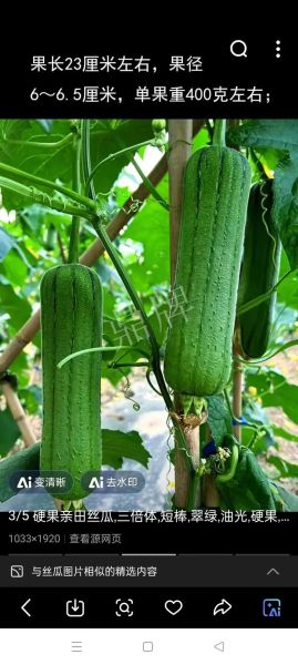 丝瓜图片大全大图_蔬菜怎么挑最新鲜-第1张图片-山城妙识