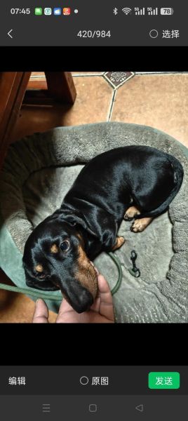 小腊肠犬适合新手养吗_小腊肠犬价格多少钱一只-第2张图片-山城妙识