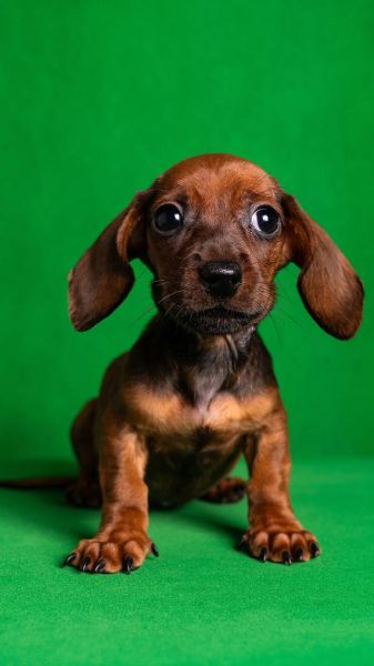 小腊肠犬适合新手养吗_小腊肠犬价格多少钱一只-第1张图片-山城妙识