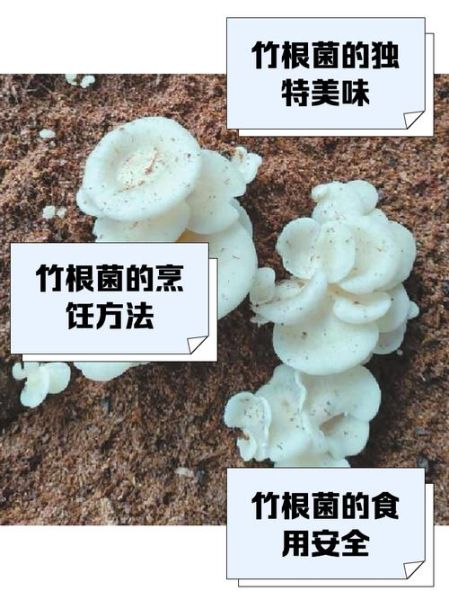 竹菌的功效与作用_竹菌怎么吃效果最好-第3张图片-山城妙识