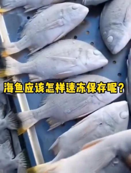 冷冻的海鱼怎么做好吃_解冻后还能保持鲜嫩吗-第3张图片-山城妙识