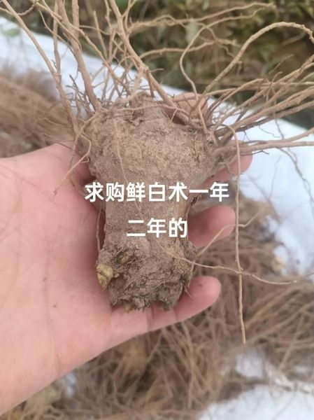 白术价格多少钱一斤_白术行情2024最新价格-第1张图片-山城妙识 白术价格多少钱一斤_白术行情2024最新价格-第1张图片-山城妙识