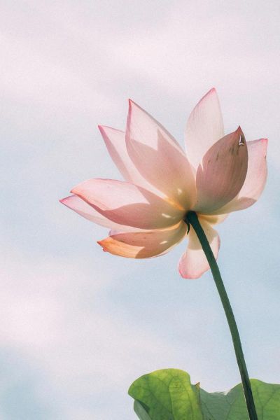 莲花图片大全大图唯美_如何拍出高清意境-第3张图片-山城妙识 莲花图片大全大图唯美_如何拍出高清意境-第3张图片-山城妙识