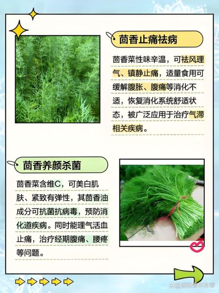 茴香怎么吃好吃_茴香的家常做法大全-第2张图片-山城妙识