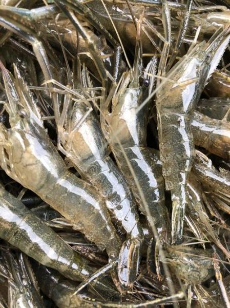 草虾是海虾还是河虾_草虾产地在哪里-第2张图片-山城妙识