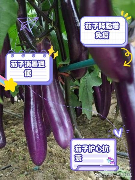 吃茄子的功效与作用_茄子能降血压吗-第1张图片-山城妙识