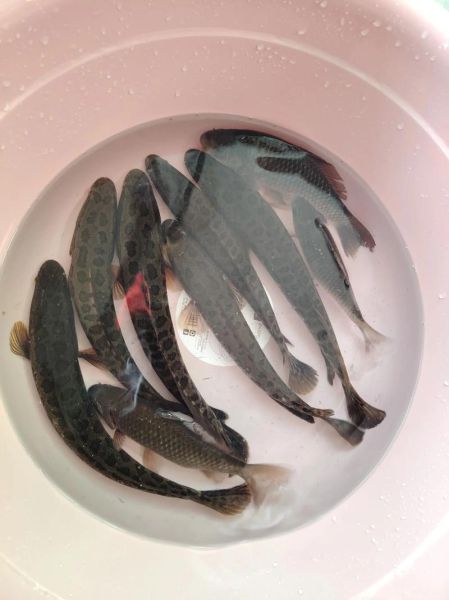 野生黑鱼价格多少钱一斤_野生黑鱼为什么这么贵-第3张图片-山城妙识