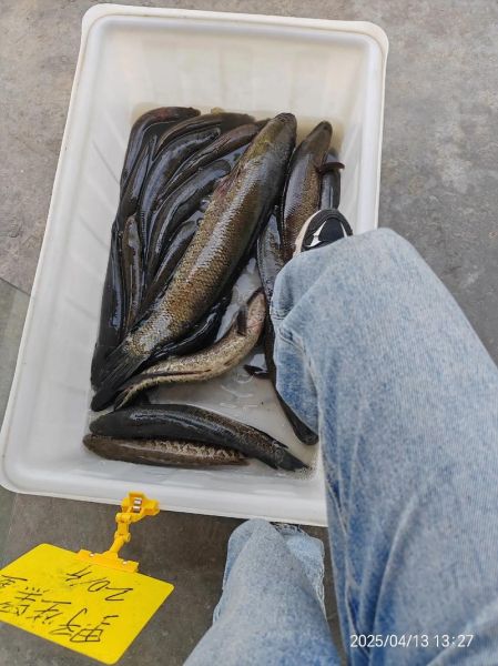 野生黑鱼价格多少钱一斤_野生黑鱼为什么这么贵-第2张图片-山城妙识