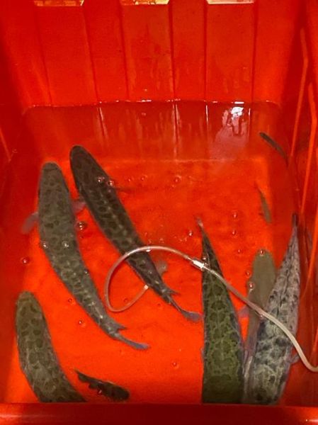 野生黑鱼价格多少钱一斤_野生黑鱼为什么这么贵-第1张图片-山城妙识