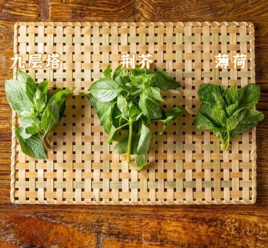 荆芥长什么样子_荆芥与薄荷的区别-第1张图片-山城妙识