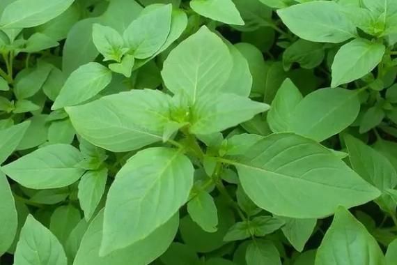 荆芥长什么样子_荆芥与薄荷的区别-第2张图片-山城妙识