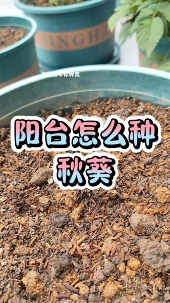盆栽秋葵怎么种_阳台秋葵多久能收获-第1张图片-山城妙识