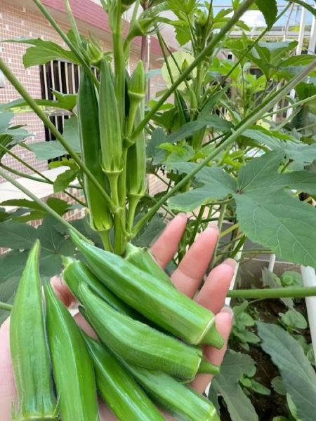 盆栽秋葵怎么种_阳台秋葵多久能收获-第2张图片-山城妙识