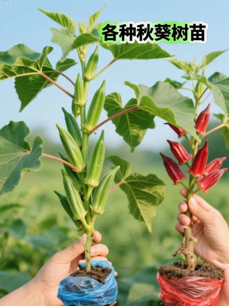 盆栽秋葵怎么种_阳台秋葵多久能收获-第3张图片-山城妙识