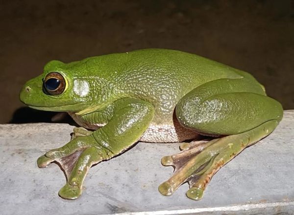 树蛙图片高清_树蛙有毒吗-第1张图片-山城妙识