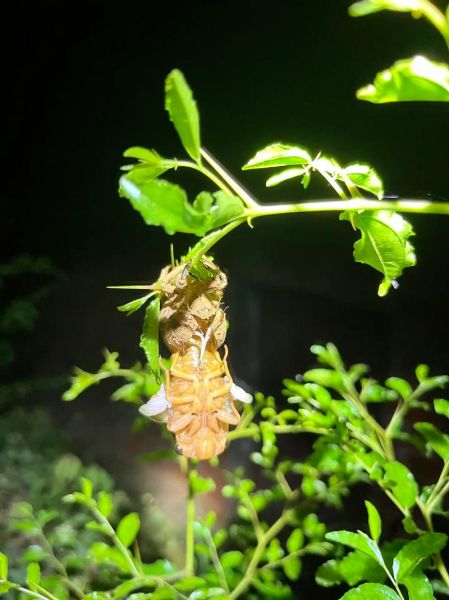 知了猴在土里要几年_知了猴多久出土-第3张图片-山城妙识