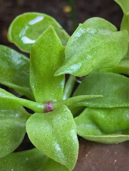 穿心莲片副作用有哪些_吃多久会伤肝肾-第3张图片-山城妙识