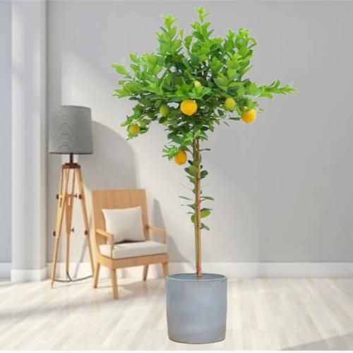 柠檬树盆栽怎么养_柠檬树盆栽多久结果-第2张图片-山城妙识