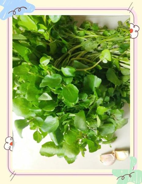 西洋菜孕妇可以吃吗_孕妇吃西洋菜的注意事项-第1张图片-山城妙识 西洋菜孕妇可以吃吗_孕妇吃西洋菜的注意事项-第1张图片-山城妙识