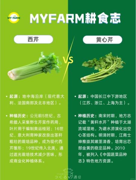 西芹和芹菜哪个降压好_西芹降血压效果好吗-第1张图片-山城妙识