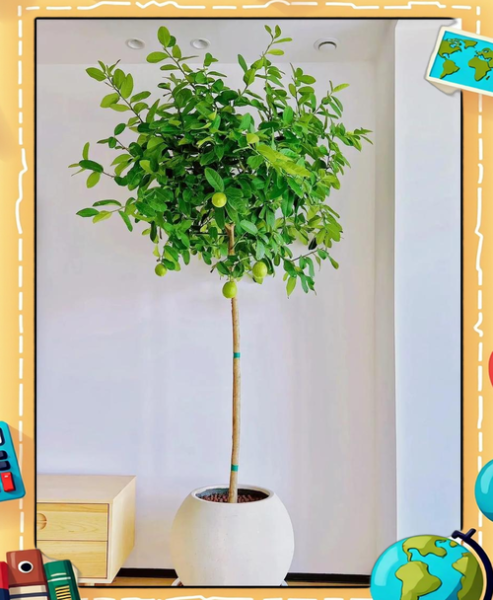 柠檬树盆栽怎么养_柠檬树盆栽多久结果-第1张图片-山城妙识