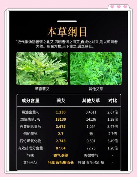 大叶艾草和小叶艾草哪个好_功效区别与选购指南-第1张图片-山城妙识 大叶艾草和小叶艾草哪个好_功效区别与选购指南-第1张图片-山城妙识