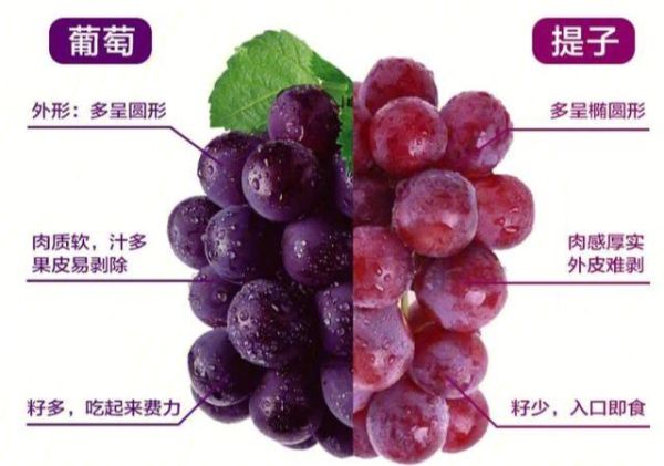 葡萄和提子的区别_哪个营养更高-第1张图片-山城妙识