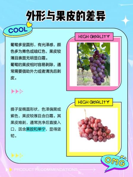 葡萄和提子的区别_哪个营养更高-第2张图片-山城妙识