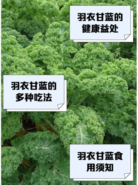 羽衣甘蓝功效与禁忌_羽衣甘蓝什么人不能吃-第1张图片-山城妙识
