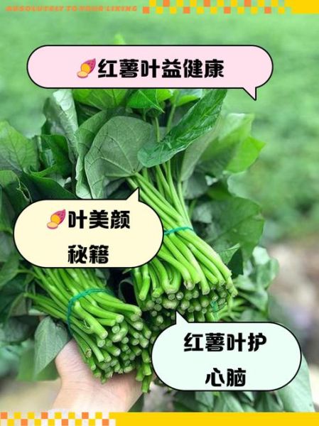 红薯叶子的功效与作用_红薯叶子怎么吃最营养-第3张图片-山城妙识