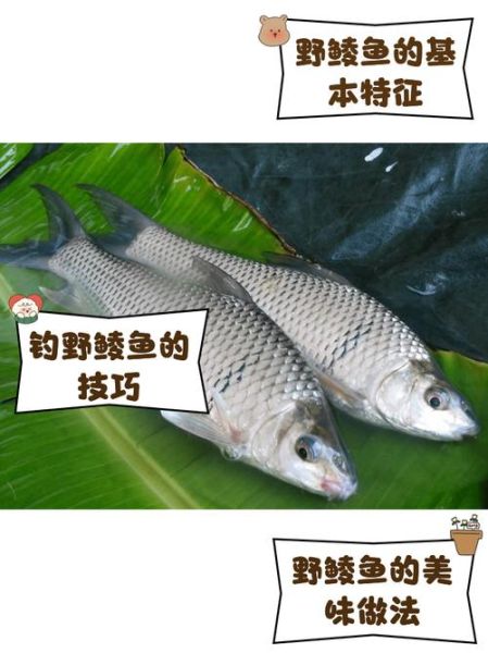 野鲮鱼图片_如何辨别野生与养殖-第1张图片-山城妙识