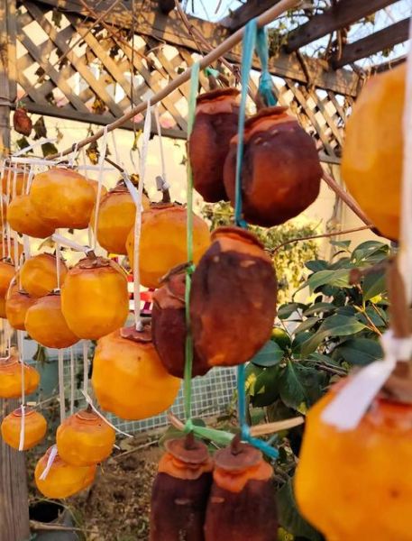 家庭自制柿饼怎么做_快速风干技巧-第3张图片-山城妙识