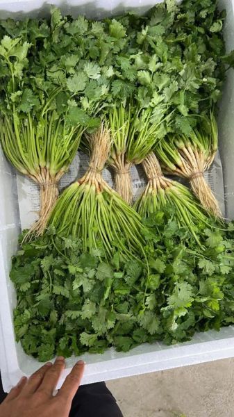 香菜图片高清_如何拍摄出细节纹理-第2张图片-山城妙识