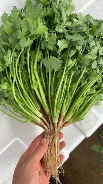 香菜图片高清_如何拍摄出细节纹理-第1张图片-山城妙识