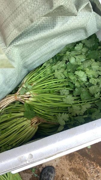 香菜图片高清_如何拍摄出细节纹理-第3张图片-山城妙识