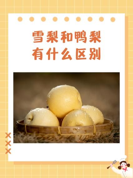 煮梨水用哪种梨最好_雪梨和鸭梨哪个更适合-第3张图片-山城妙识