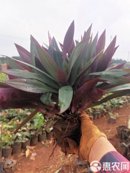 紫背万年青图片怎么养_紫背万年青有毒吗-第2张图片-山城妙识 紫背万年青图片怎么养_紫背万年青有毒吗-第2张图片-山城妙识