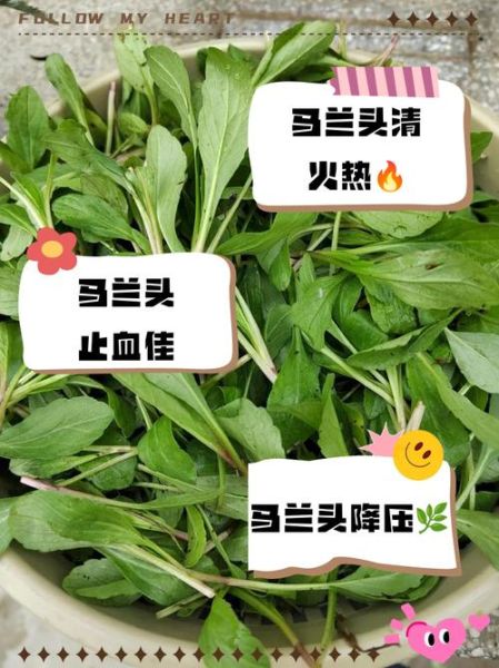 马兰头营养价值_马兰头怎么吃最营养-第1张图片-山城妙识