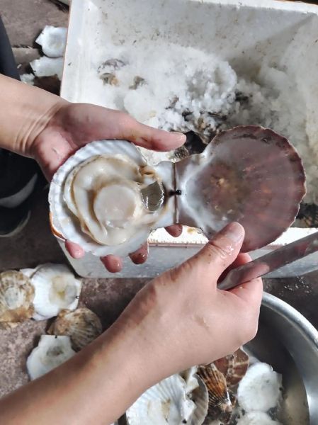 扇贝怎么清洗_扇贝内脏清理方法-第3张图片-山城妙识