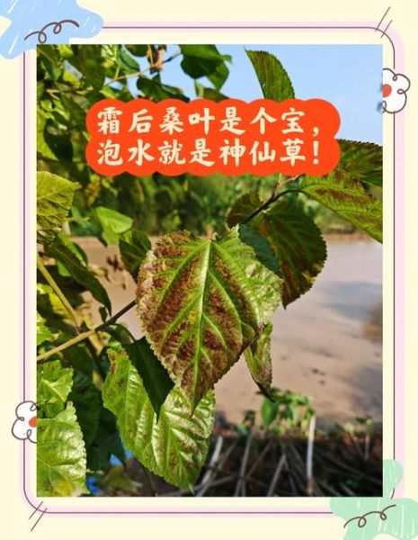 桑叶茶的功效与作用及禁忌_哪些人不能喝-第3张图片-山城妙识